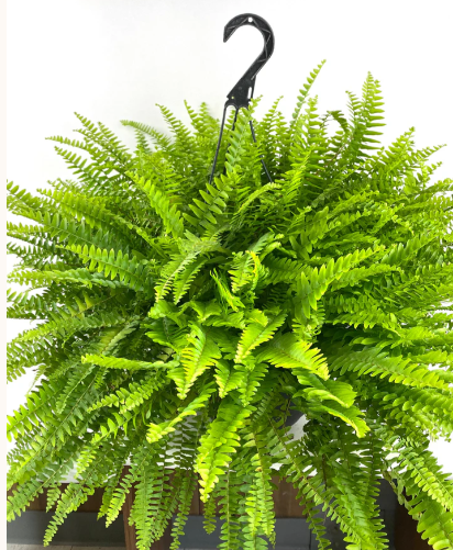 Boston Ferns Pre-Order — Rice Road Greenhouses & Garden Centre Ltd.
