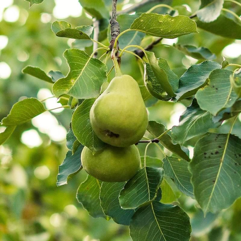 Anjou Pear Tree — Rice Road Greenhouses & Garden Centre Ltd.